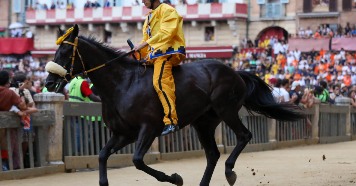 Palio di Siena, il capitano dell'Aquila Duccio Carapelli: "Virgola e ...